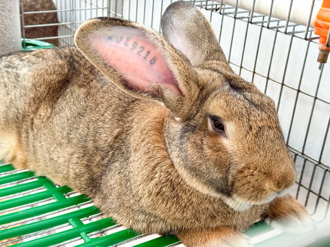 Kigali Rabbit Center