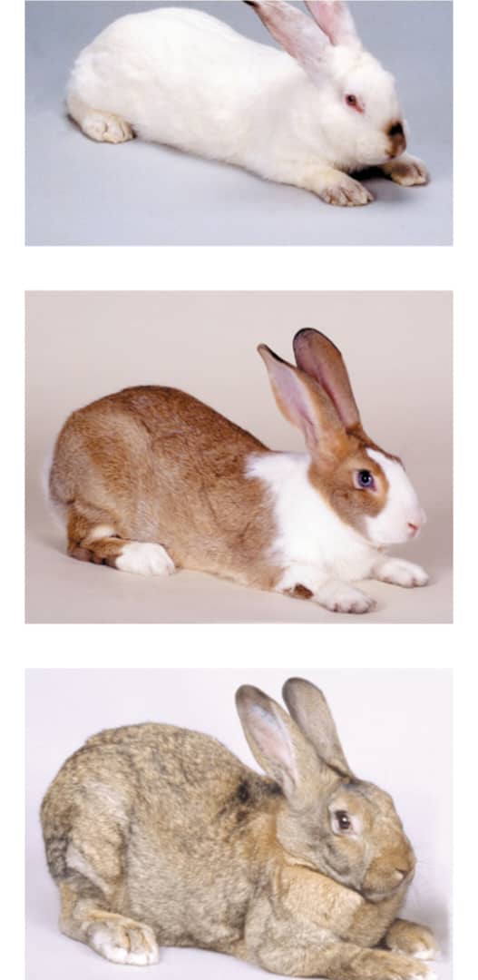 Kigali Rabbit Center