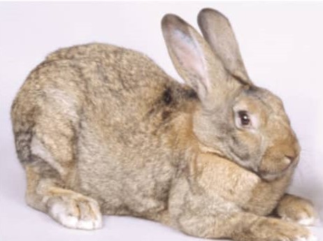 Kigali Rabbit Center